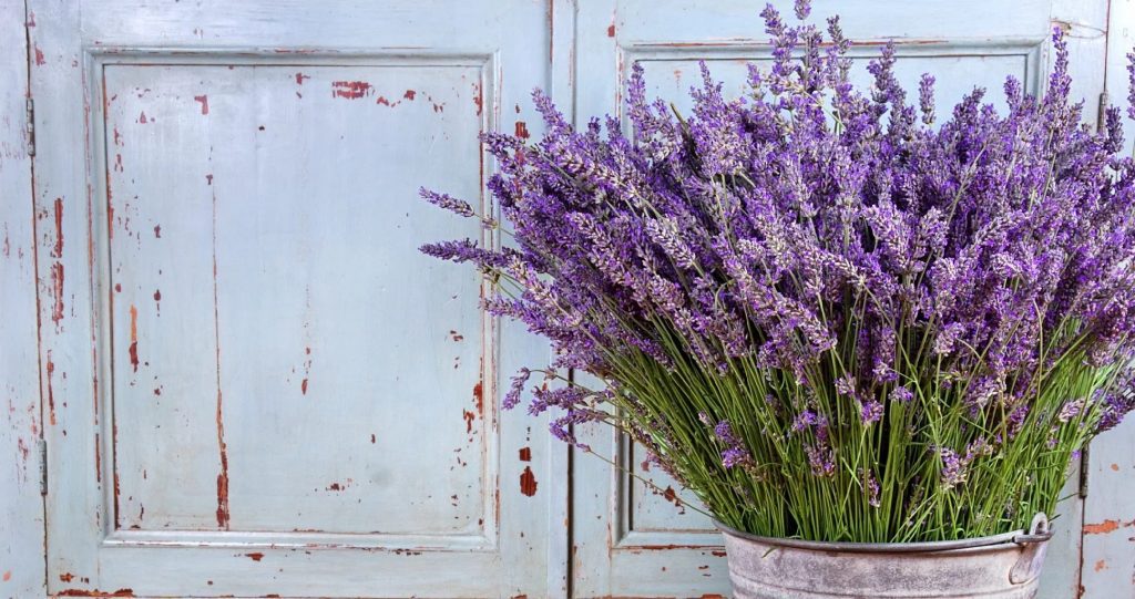 Growing Lavender Indoors - Topsy Gardening